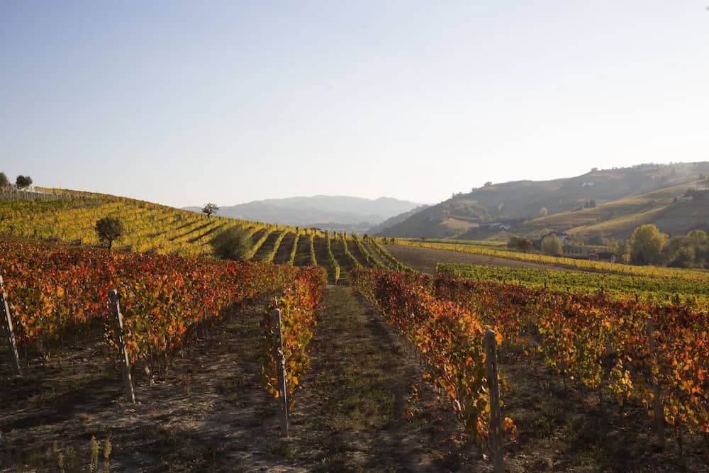 I 6 migliori vini piemontesi: origini, caratteristiche e abbinamenti ...
