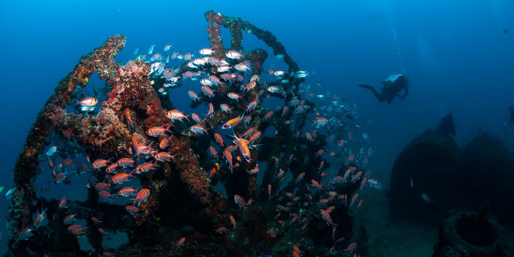 Scuba diving in Italy among the most scenic wrecks: tour from Elba to ...