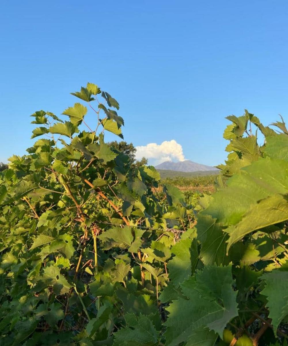 Sicilia: i principali vini e vitigni dell‘Etna | Visititaly.eu
