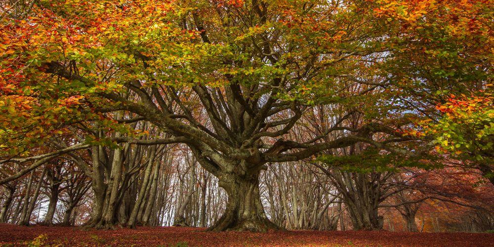 Foliage in Italy: the ultimate guide to the most charming autumn ...