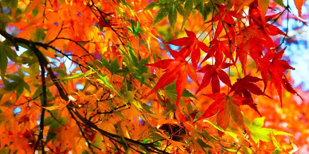 Foliage in Italy: the ultimate guide to the most charming autumn ...