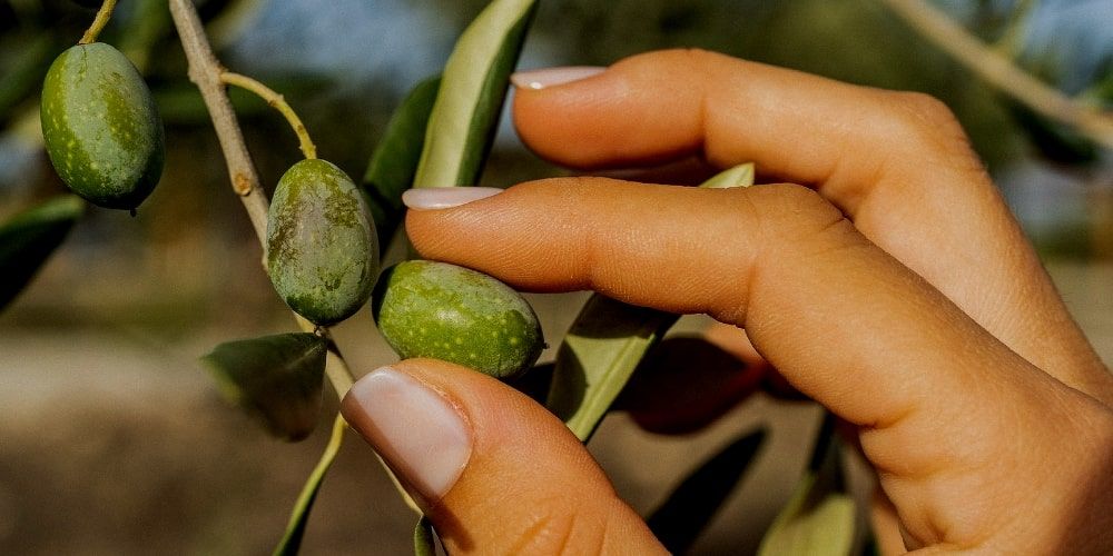 Italian Olive Oil: everything you need to know to recognize it ...