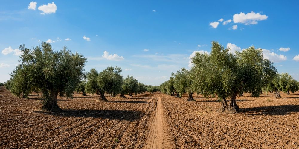Italian Olive Oil: everything you need to know to recognize it ...